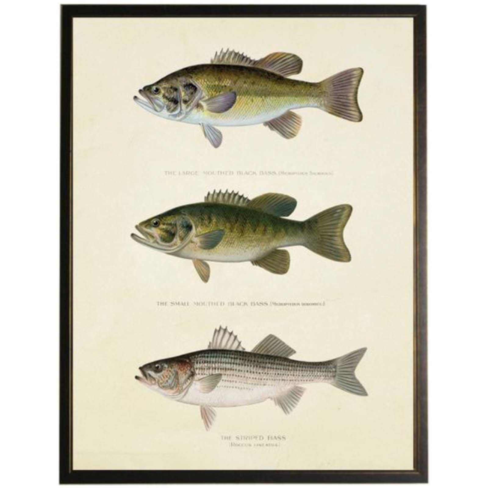 Vintage Bass Fish – Trove Warehouse