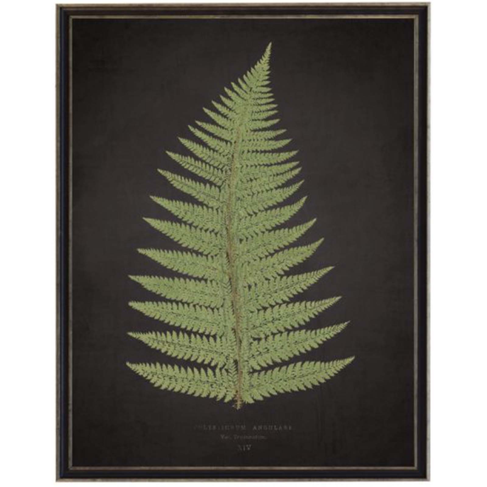 Fern B – Trove Warehouse